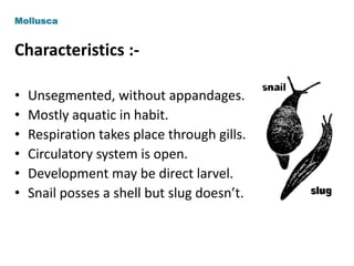 Slugs and snails assignmen tviki | PPTX