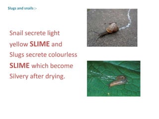 Slugs and snails assignmen tviki | PPTX