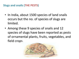 Slugs and snails assignmen tviki | PPTX