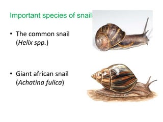 Slugs and snails assignmen tviki | PPTX