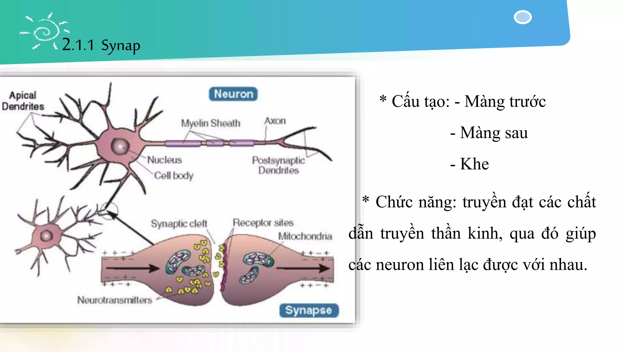 Sinh Lý Neuron - Thần Kinh | PPTX