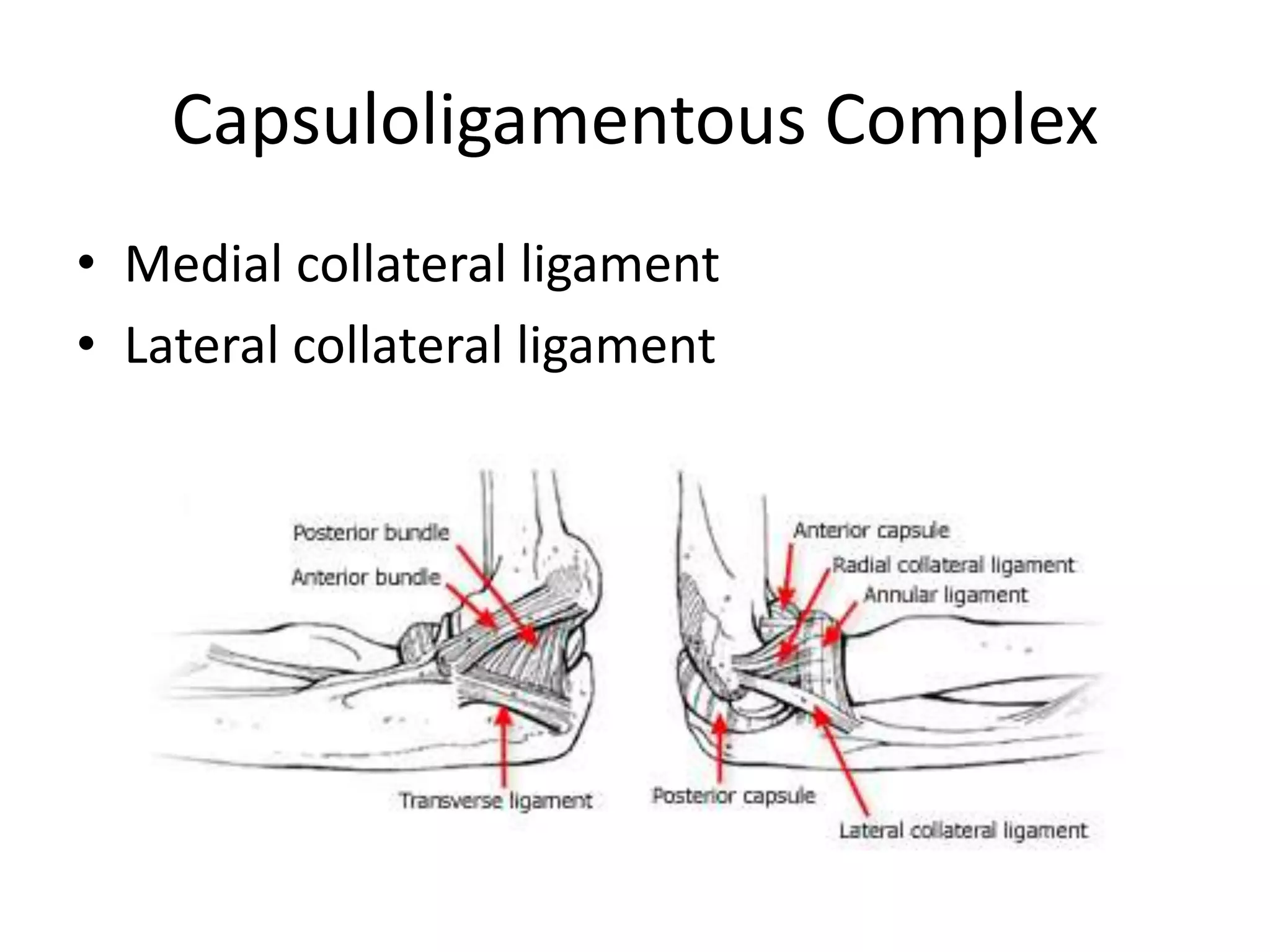 Carrying Angle | PPTX