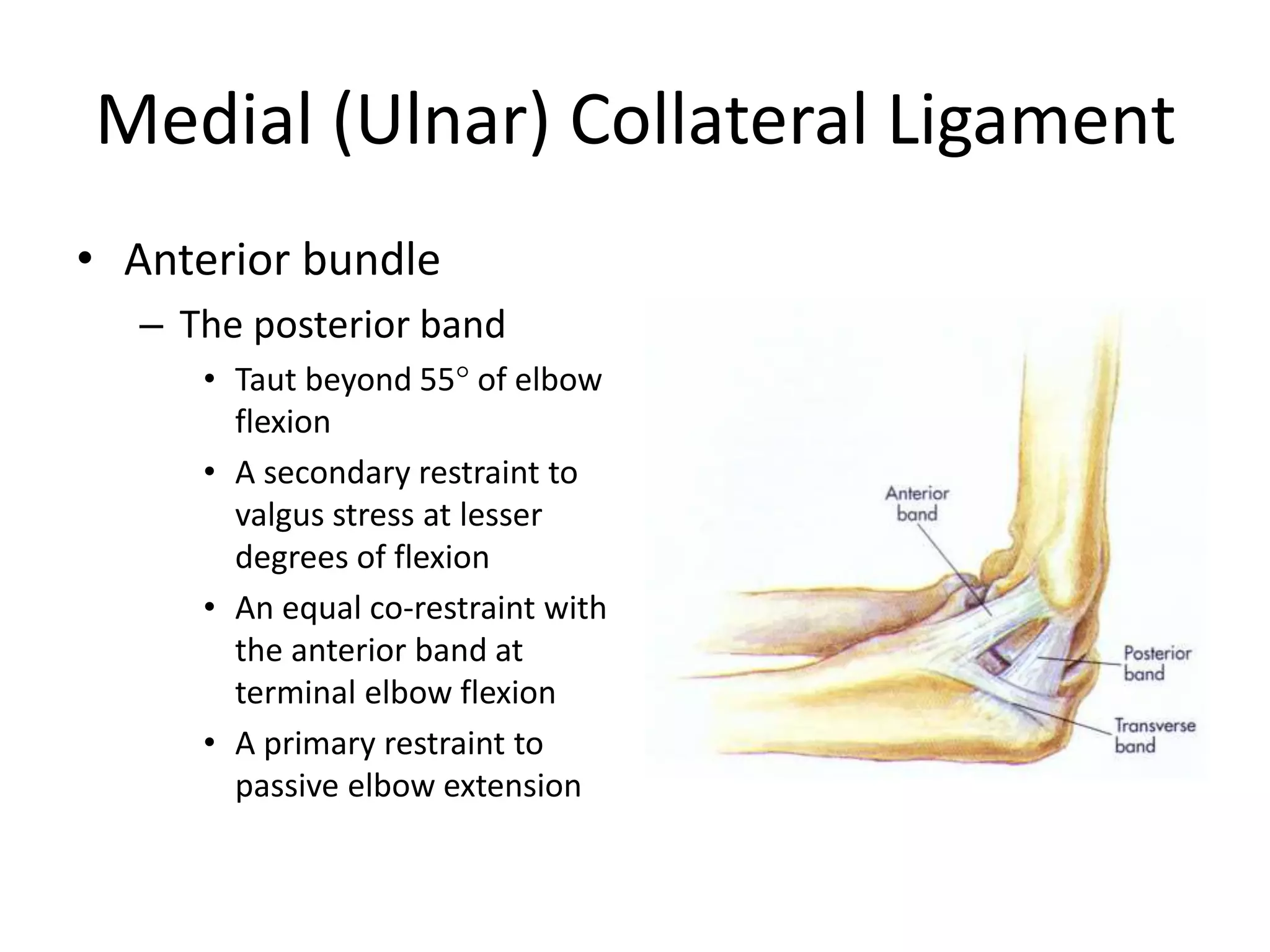 Carrying Angle | PPTX