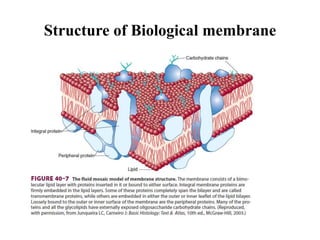 Biological Membrane | PPTX