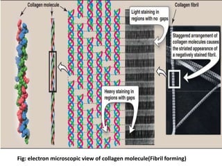 SM.Collagen.pptx