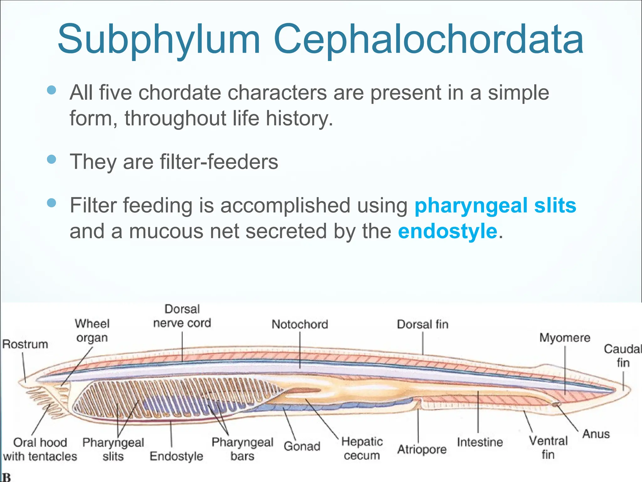 SM-Chordates, protochordates.ppt core paper | PPT
