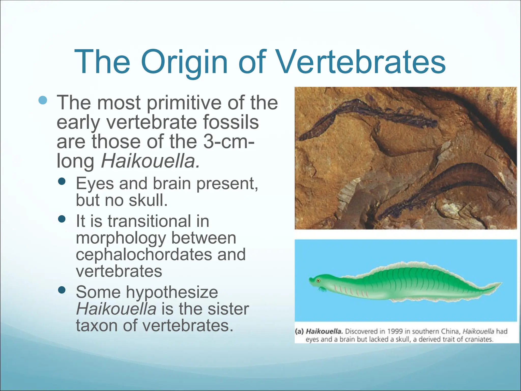 SM-Chordates, protochordates.ppt core paper | PPT