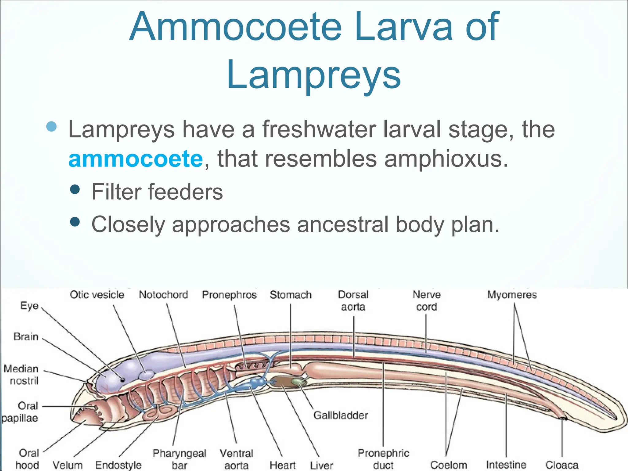 SM-Chordates, protochordates.ppt core paper | PPT