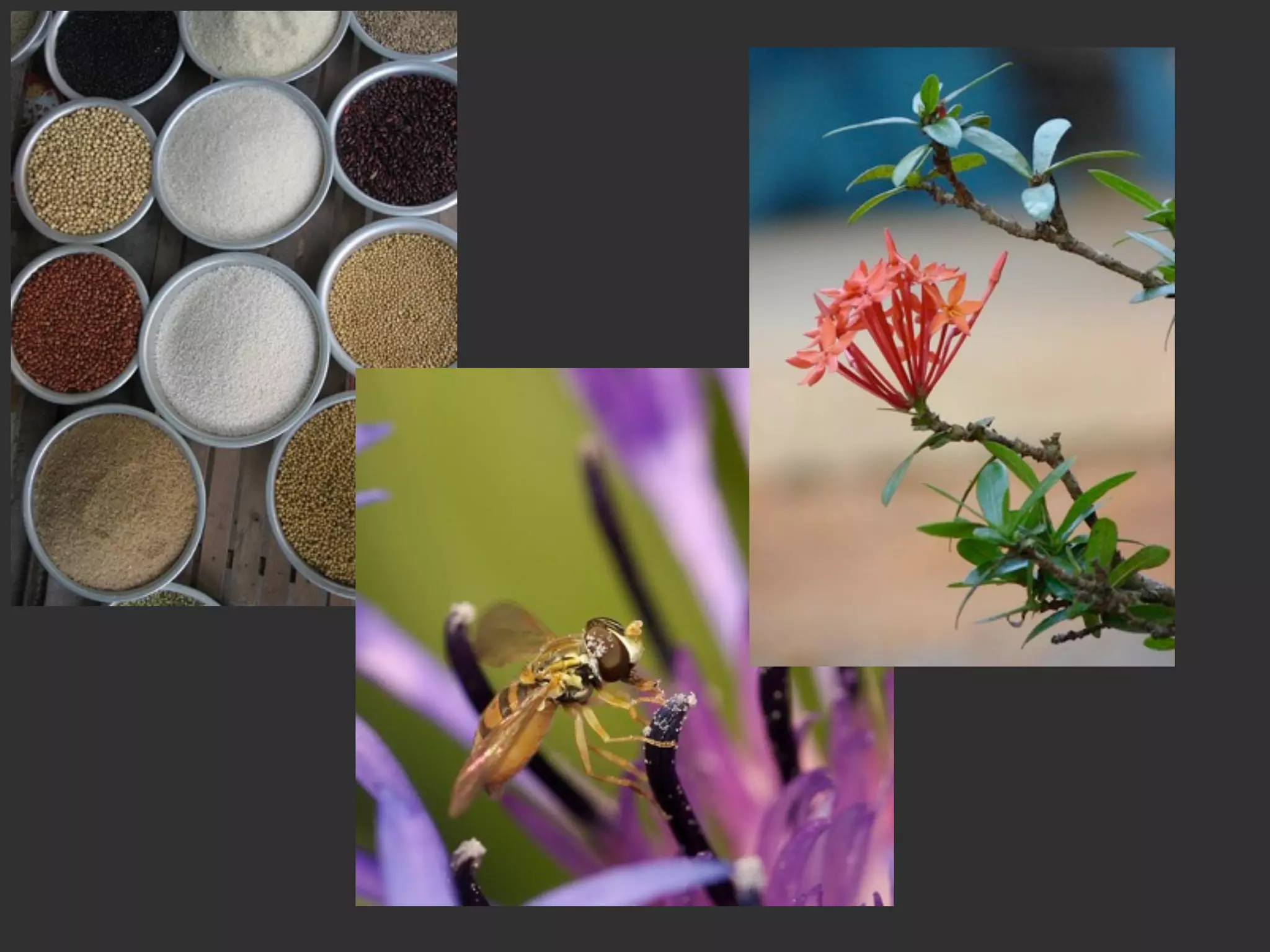 Intro to biodiversity and taxonomy | KEY