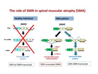 SMA.pdf