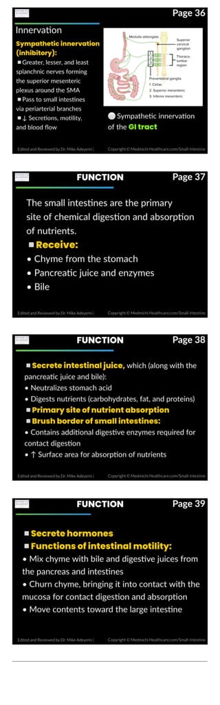Small Intestine Anatomy Pdf