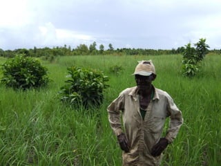 Small-scale farmers and productivity | PDF
