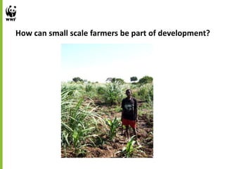 Small-scale farmers and productivity | PDF