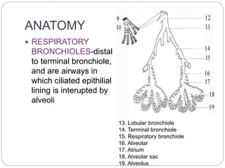 Small airways | PPTX