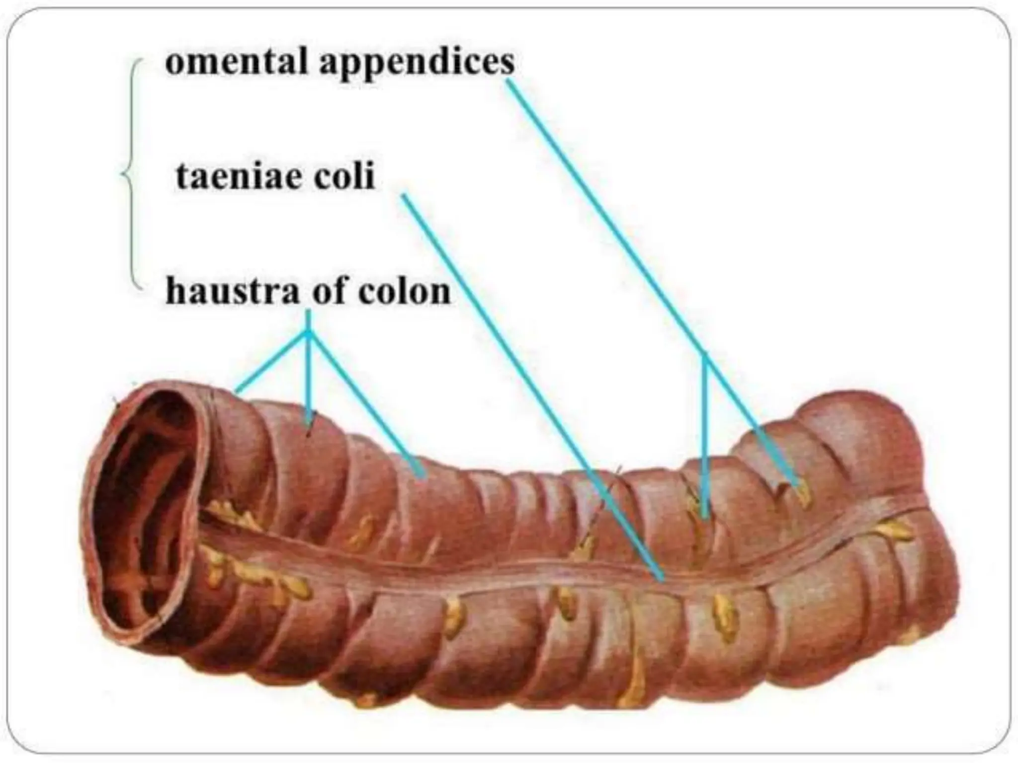 Anatomy of small and large Bowel PPT.pptx