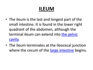 Anatomy of small and large Bowel PPT.pptx
