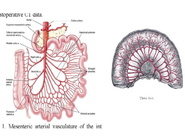 Anatomy of small and large Bowel PPT.pptx