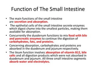 Anatomy of small and large Bowel PPT.pptx