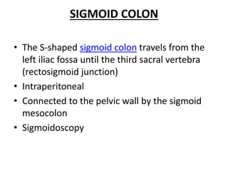 Anatomy of small and large Bowel PPT.pptx