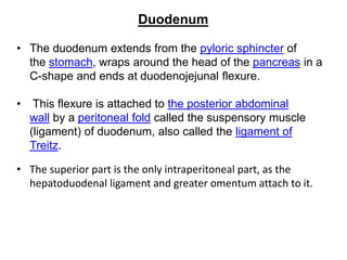 Anatomy of small and large Bowel PPT.pptx