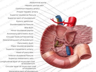 Anatomy of small and large Bowel PPT.pptx