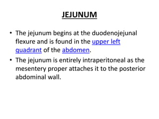 Anatomy of small and large Bowel PPT.pptx