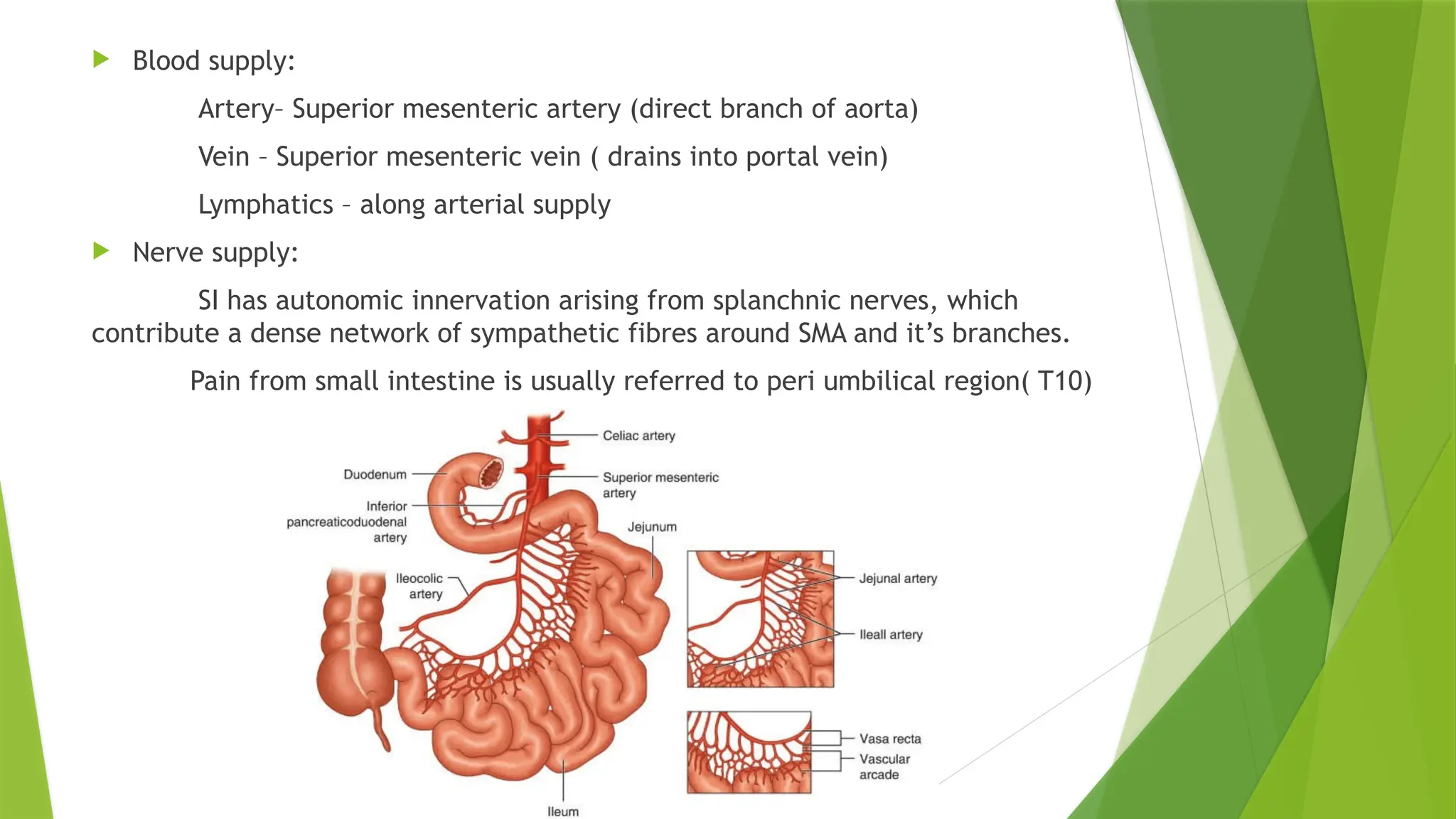 small and large intestine applied anatomy.pptx