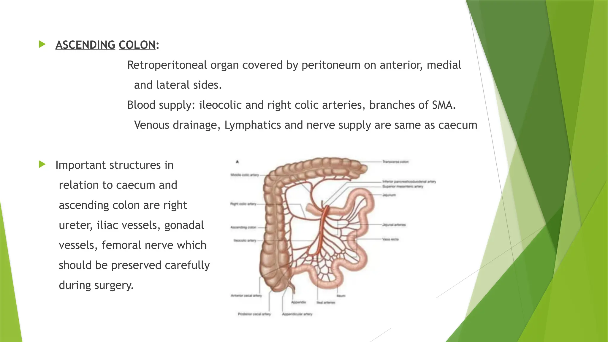 small and large intestine applied anatomy.pptx