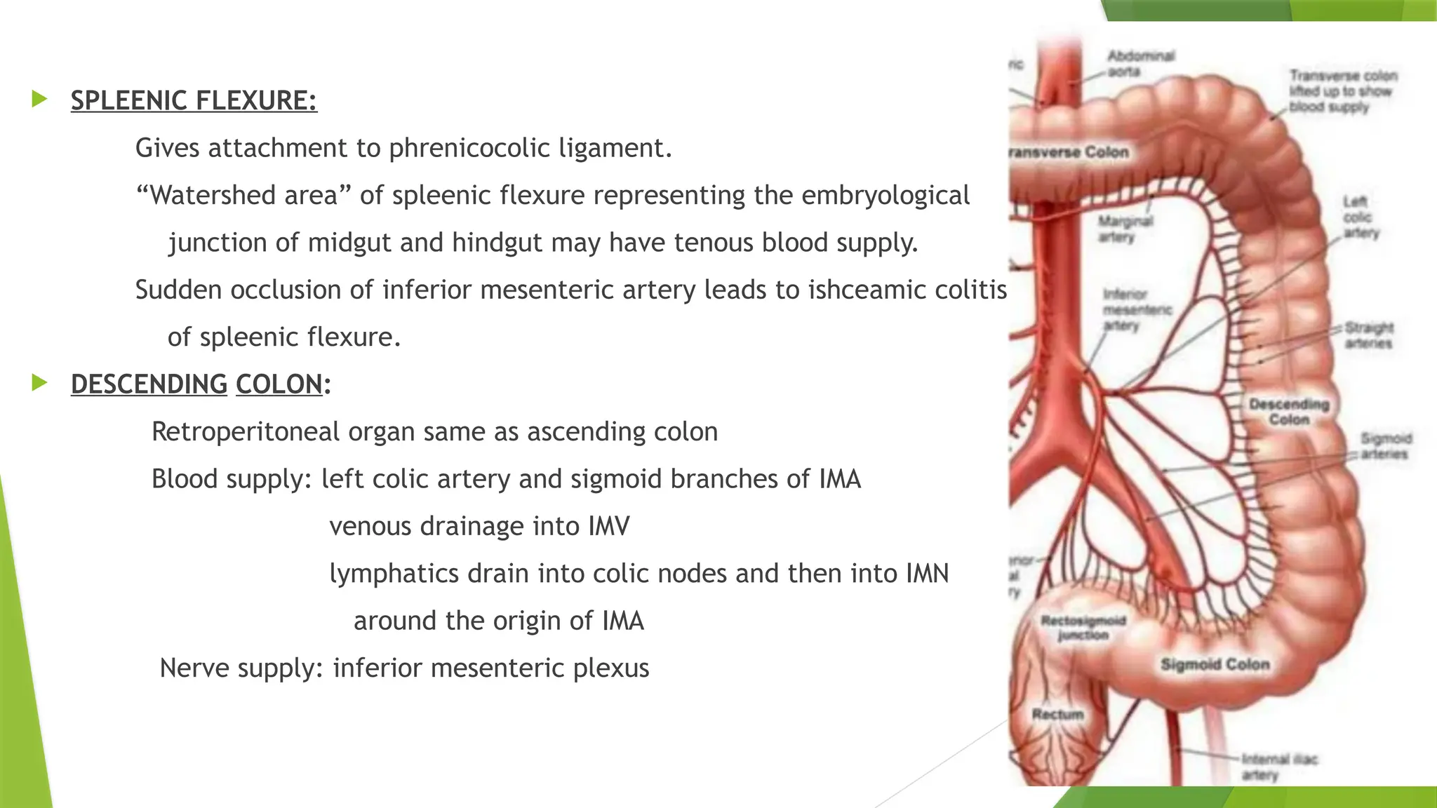 small and large intestine applied anatomy.pptx