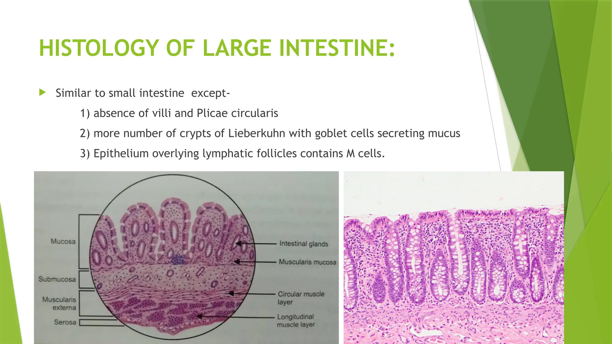 small and large intestine applied anatomy.pptx
