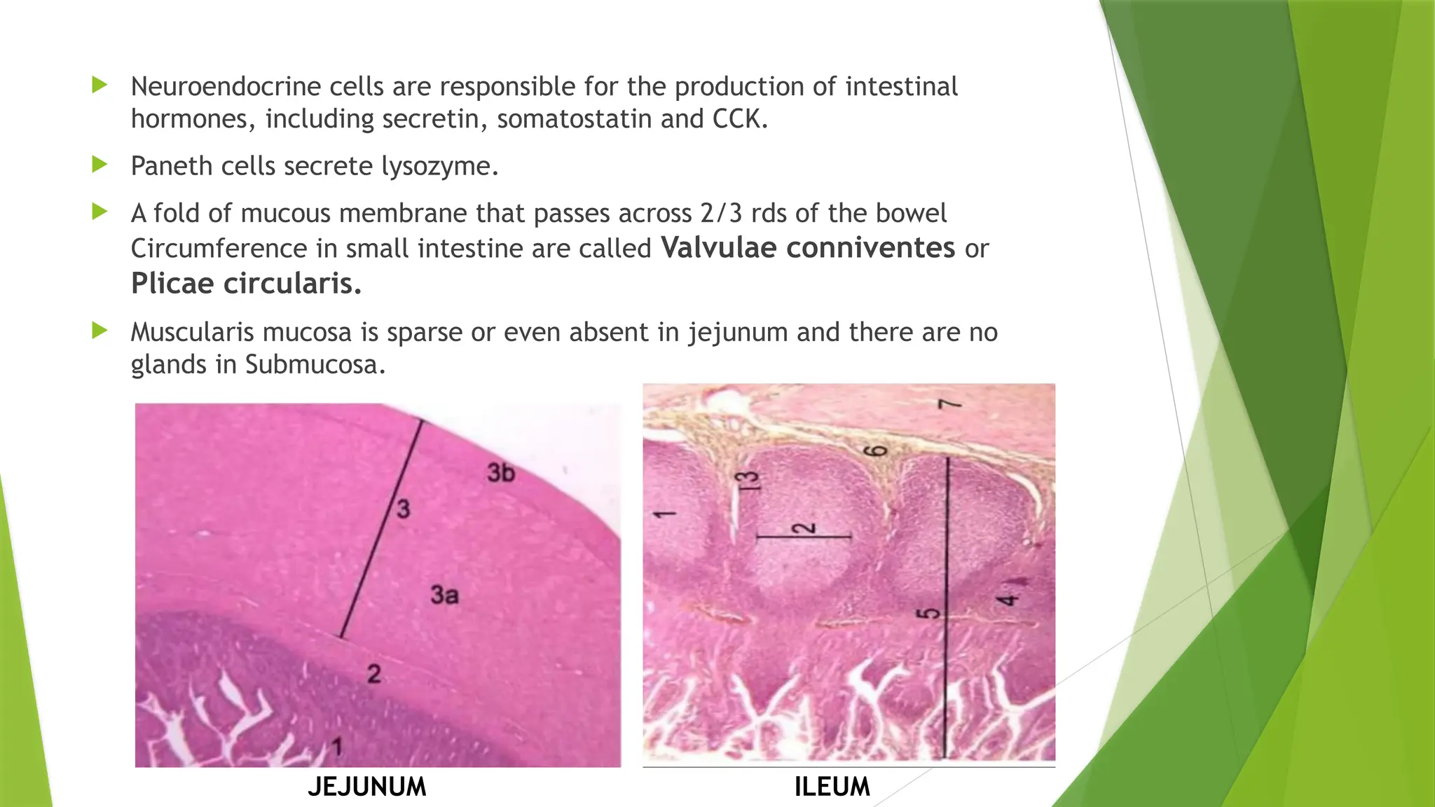small and large intestine applied anatomy.pptx