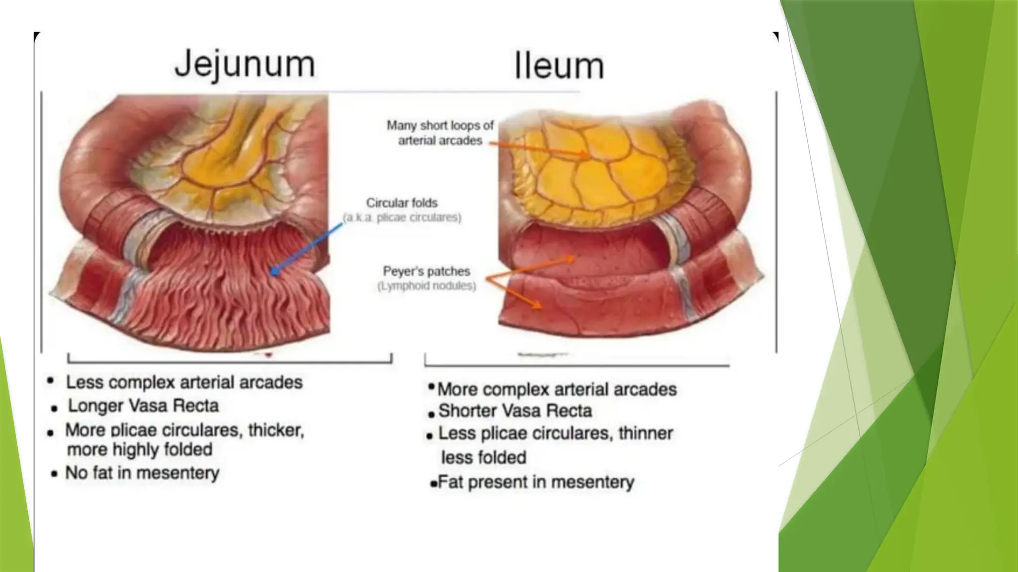 small and large intestine applied anatomy.pptx