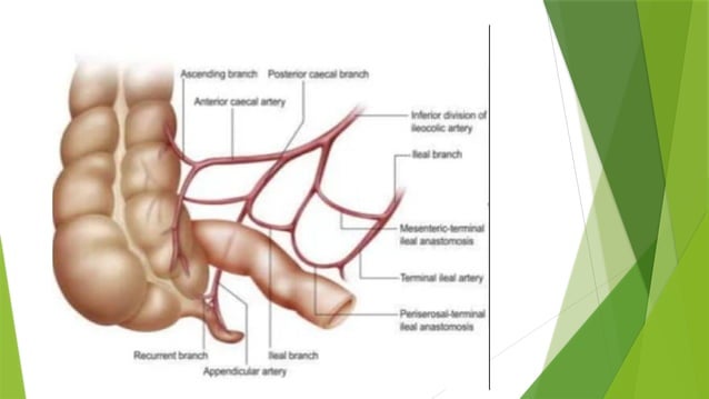 small and large intestine applied anatomy.pptx