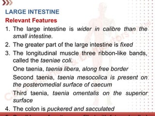 small andn large inststine.pptx