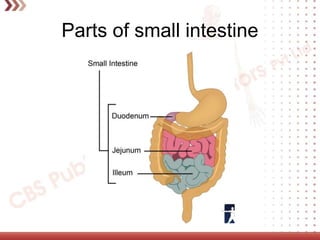 small andn large inststine.pptx