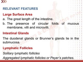 small andn large inststine.pptx