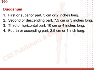 small andn large inststine.pptx