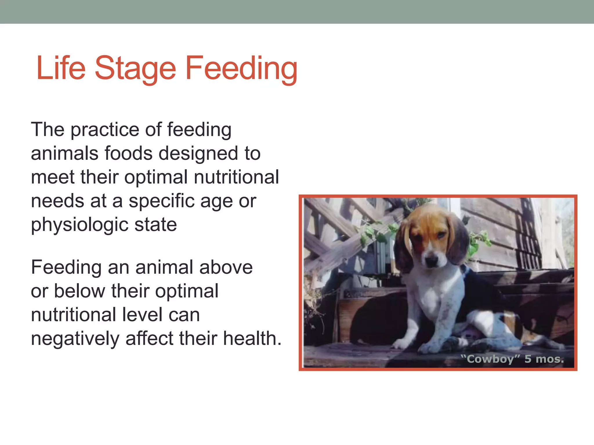 Small animal nutrition dogs and cats | PPTX