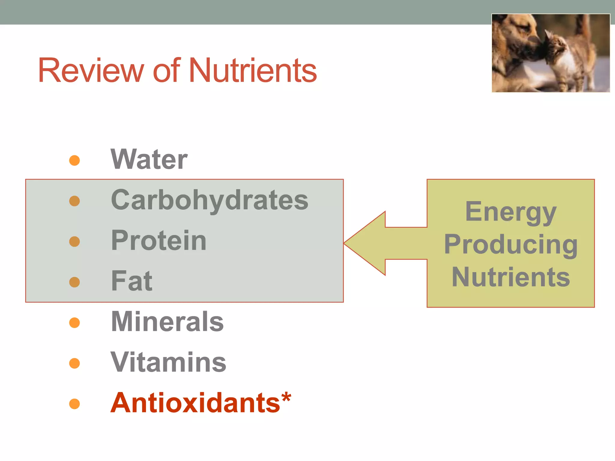 Small animal nutrition dogs and cats | PPTX