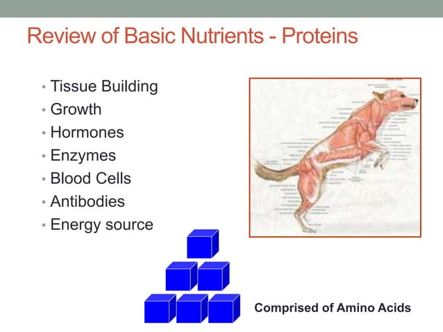 Small animal nutrition dogs and cats | PPTX
