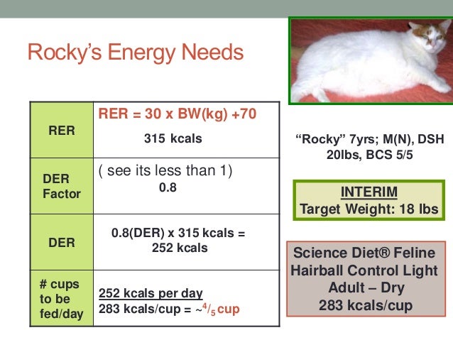 Small animal nutrition dogs and cats