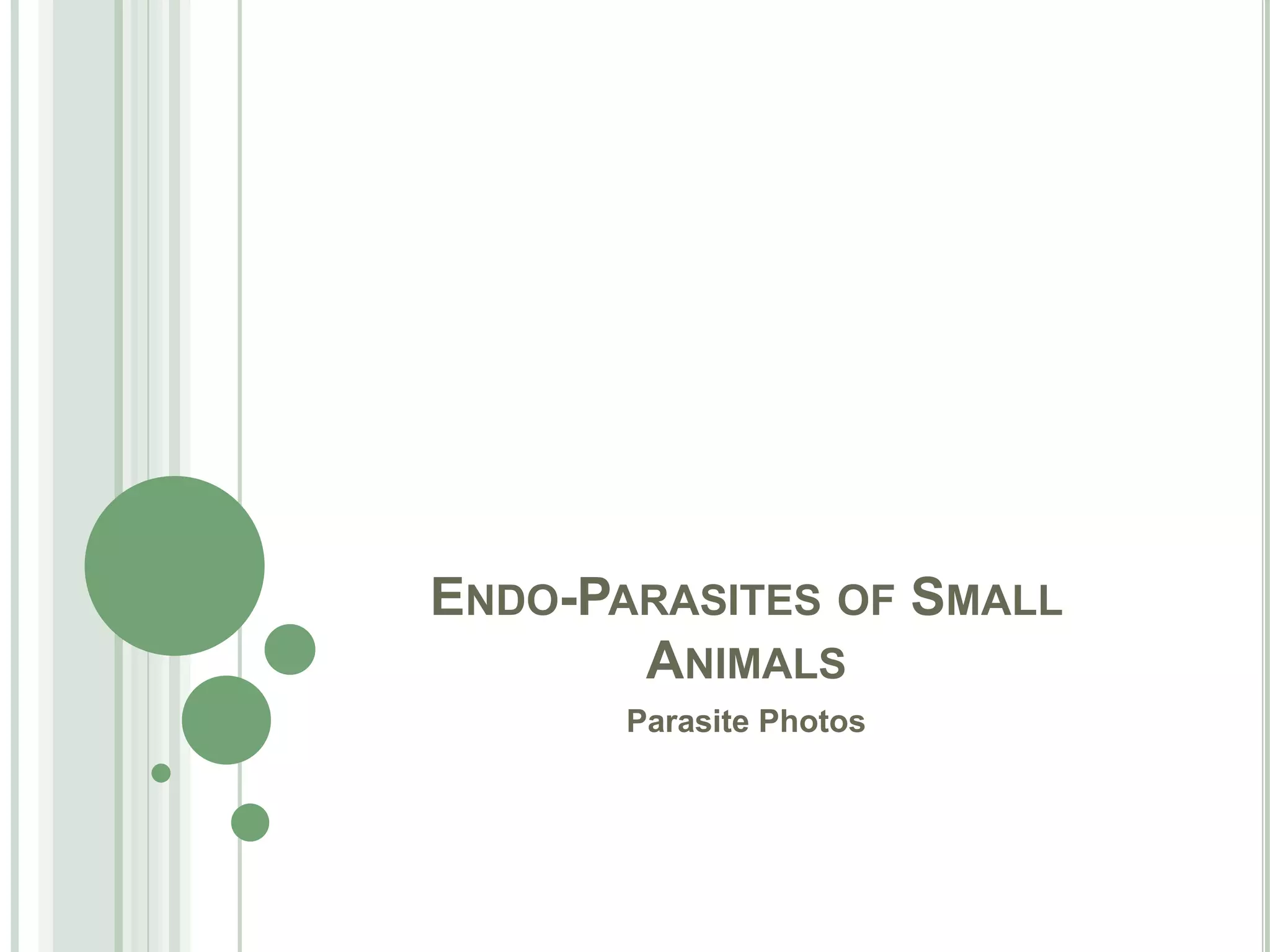 Small Animal Parasites | PPTX