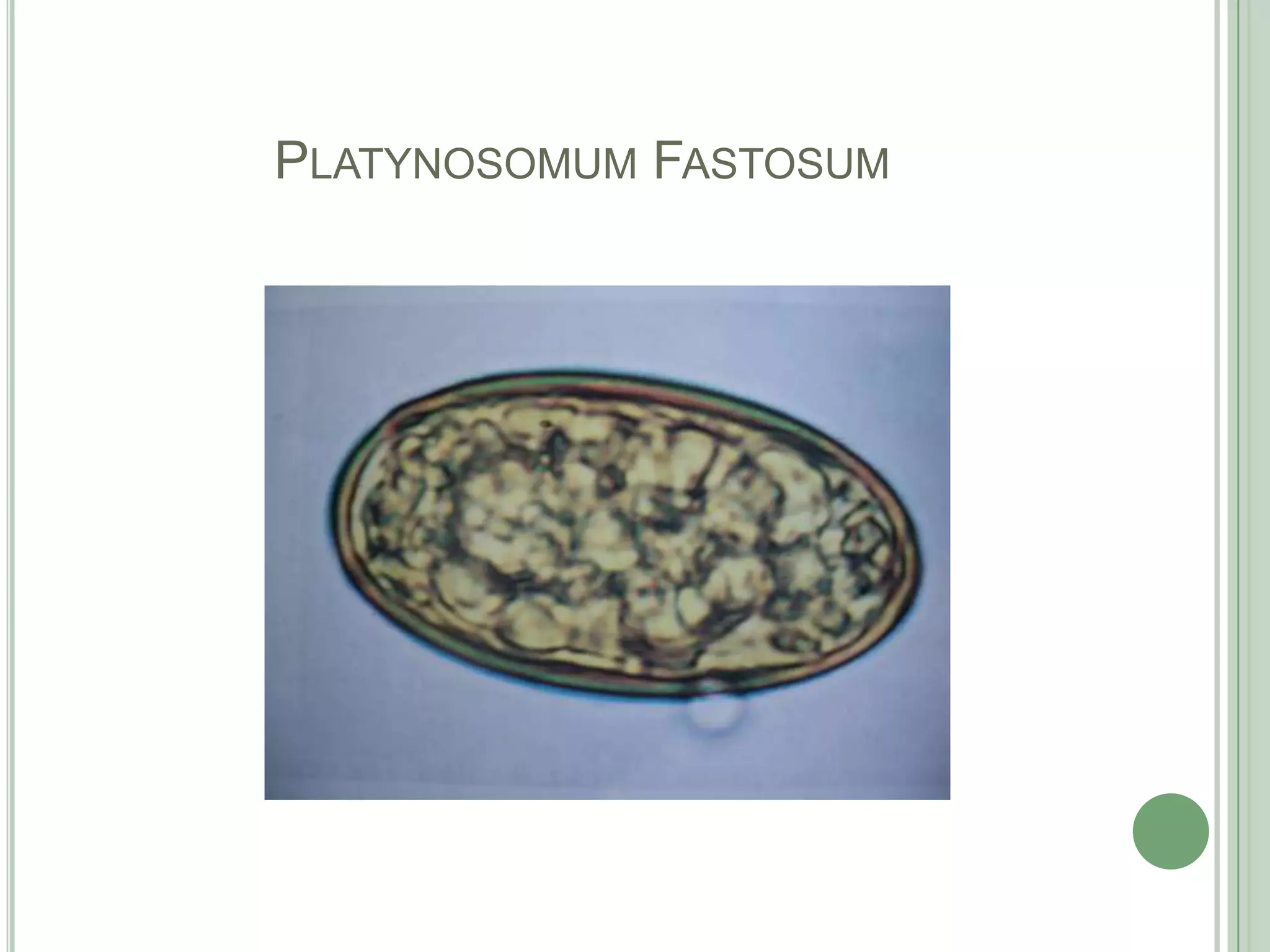 Small Animal Parasites | PPTX