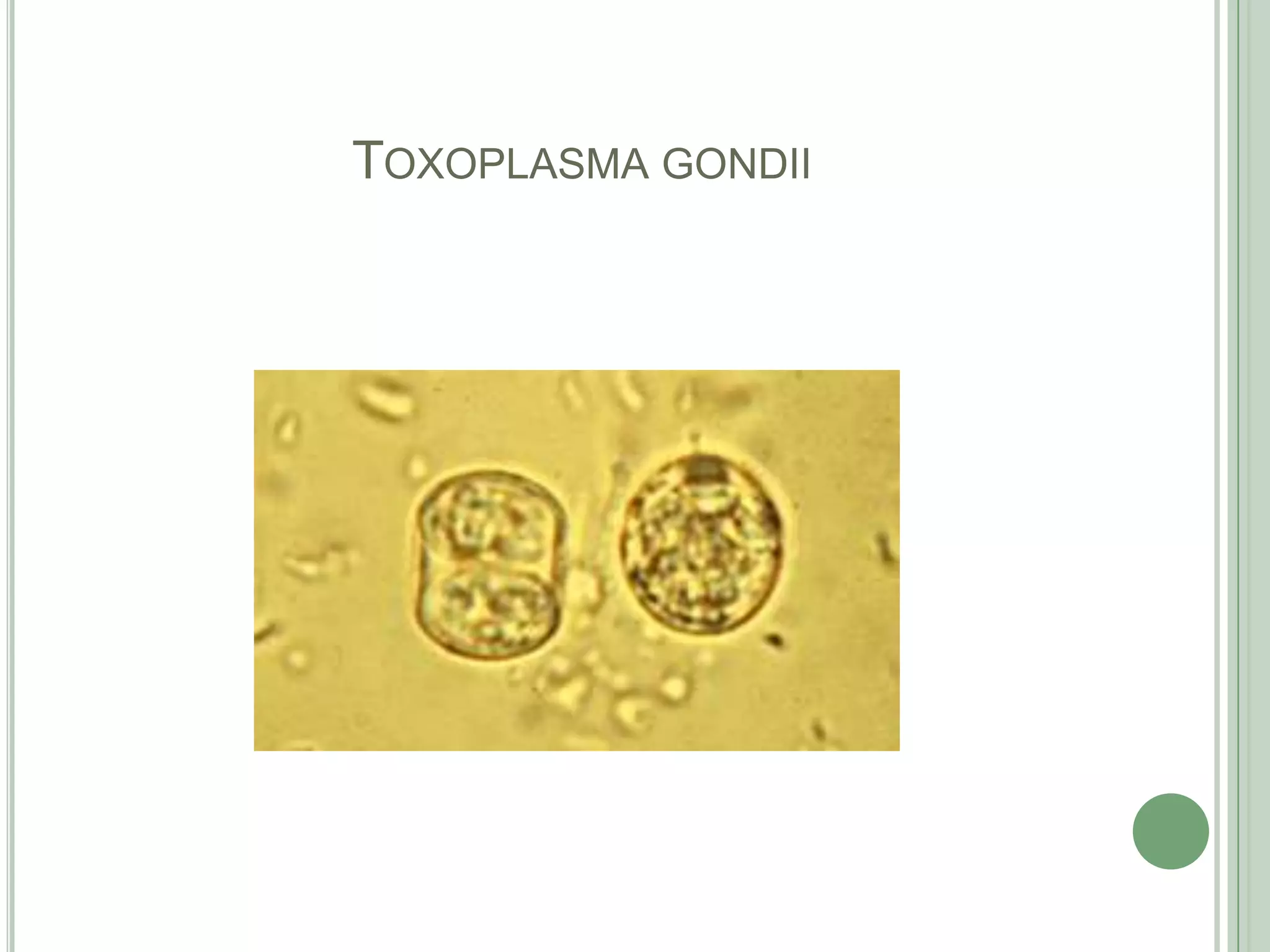 Small Animal Parasites | PPTX
