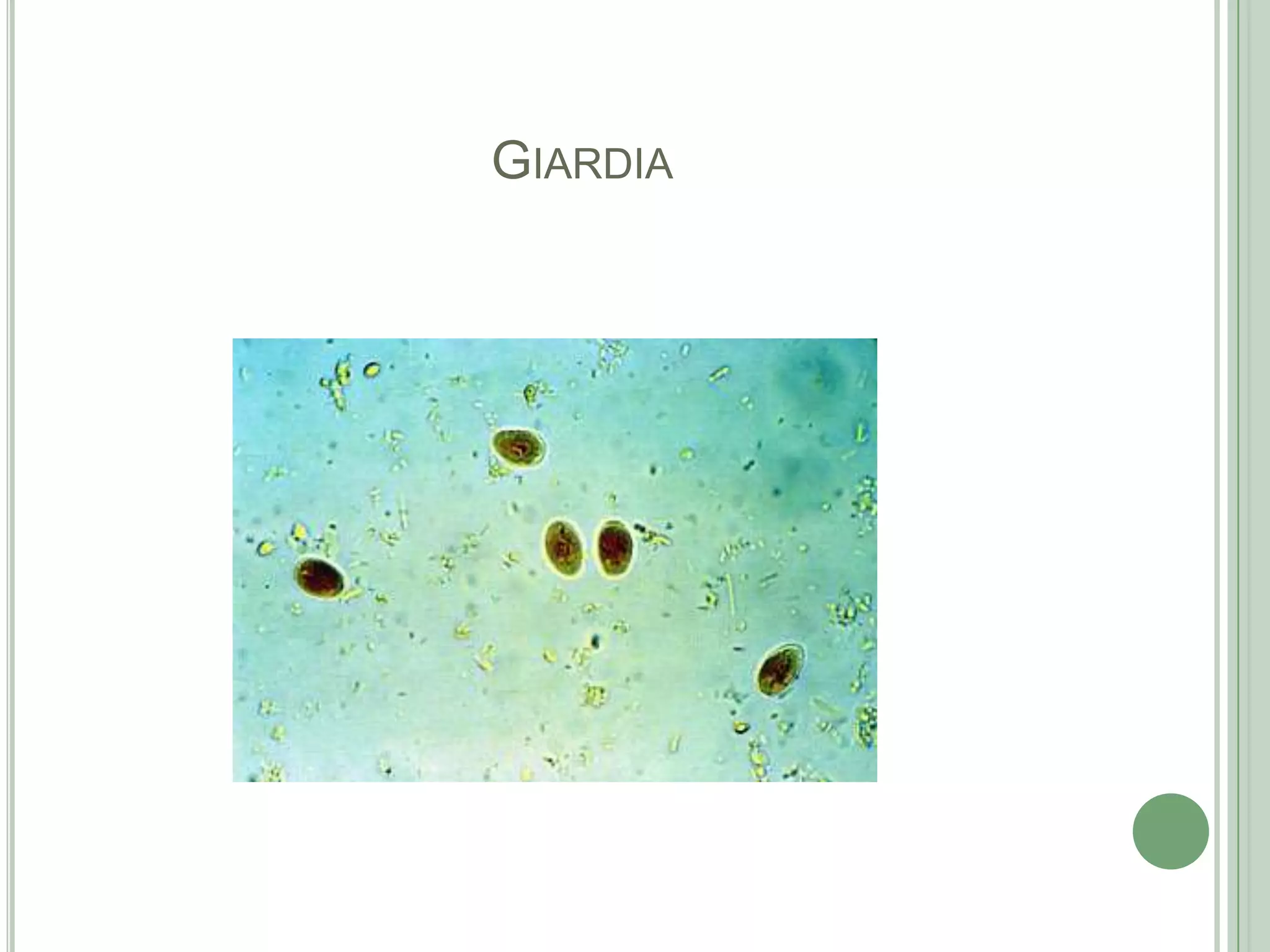 Small Animal Parasites | PPTX