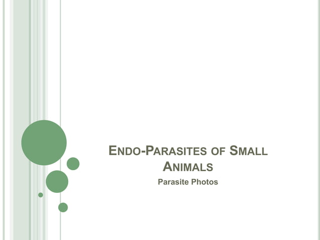 Small Animal Parasites | PPTX