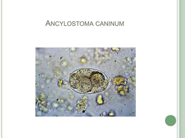 Small Animal Parasites | PPTX