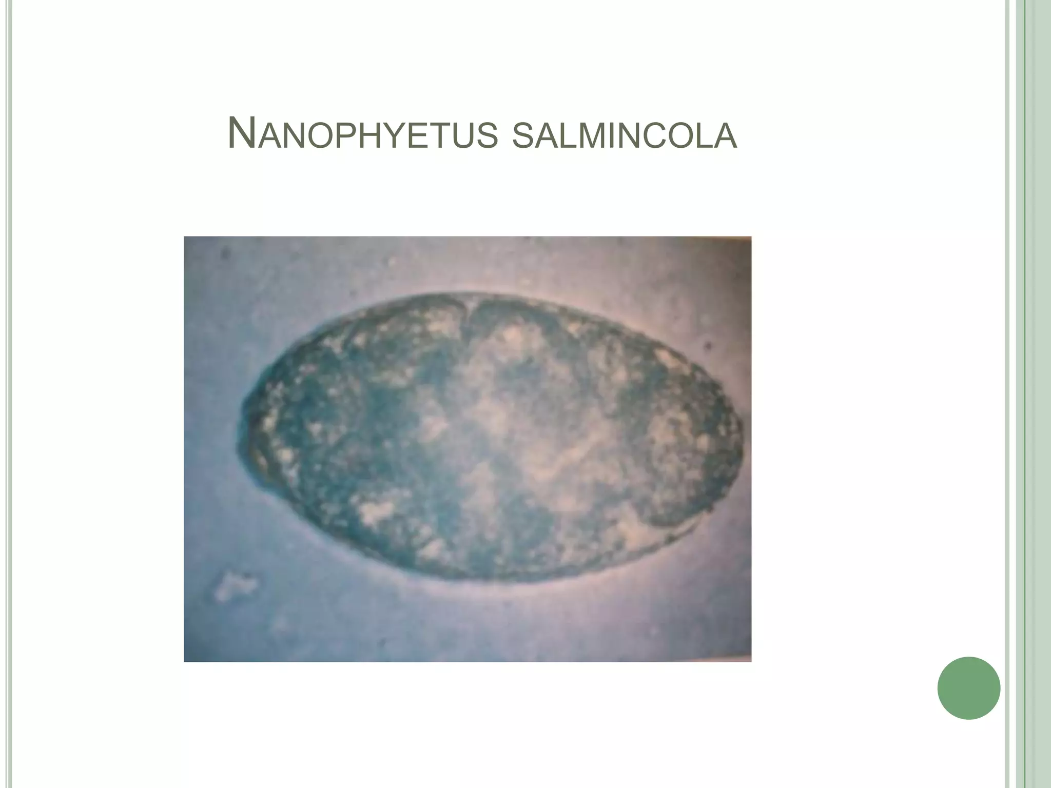 Small Animal Parasites | PPTX