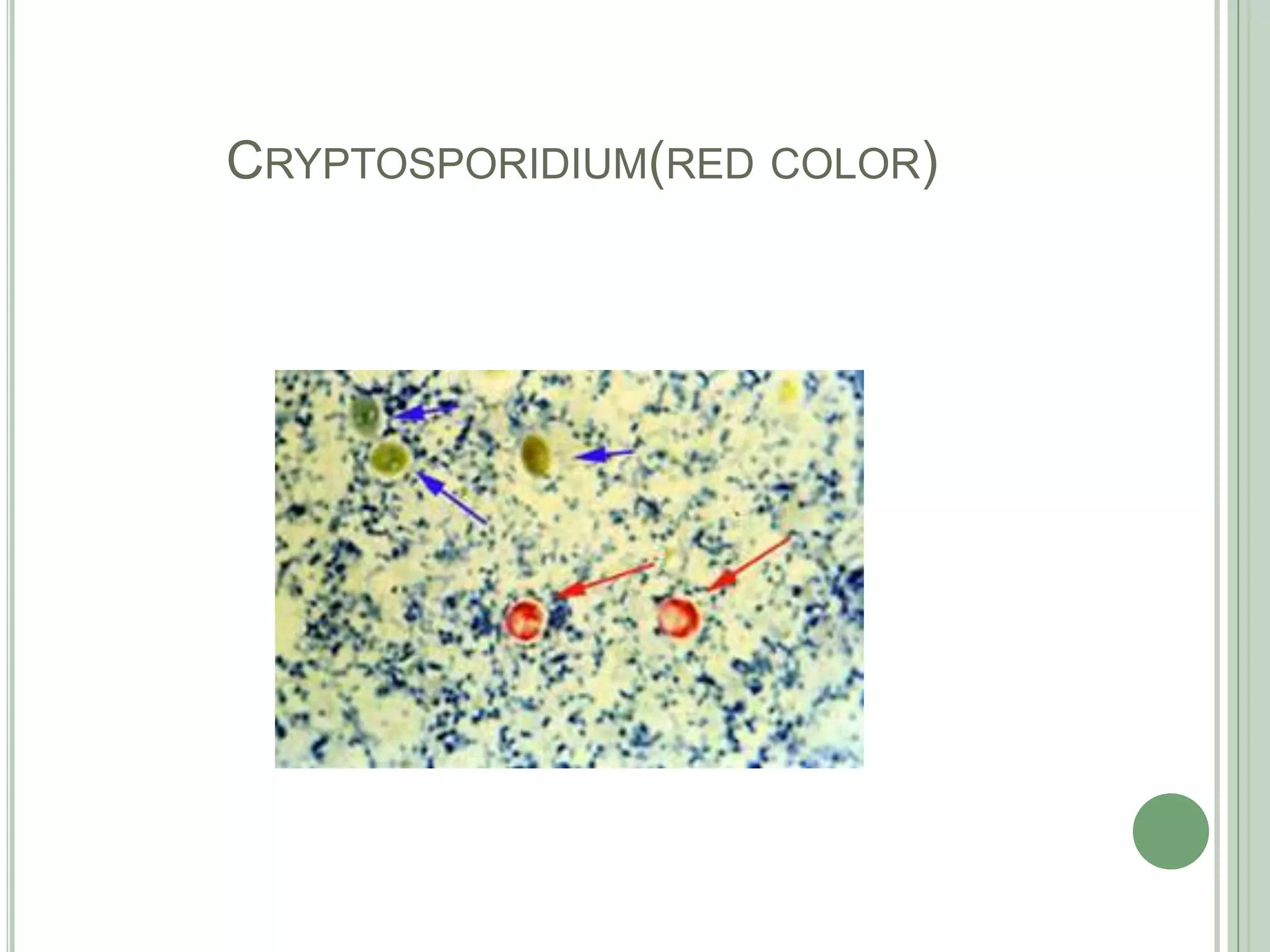 Small Animal Parasites | PPTX