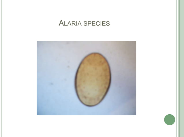 Small Animal Parasites | PPTX